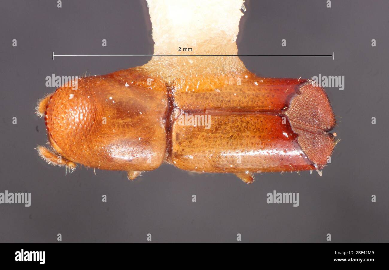 Protium sp Banque de photographies et d’images à haute résolution - Alamy