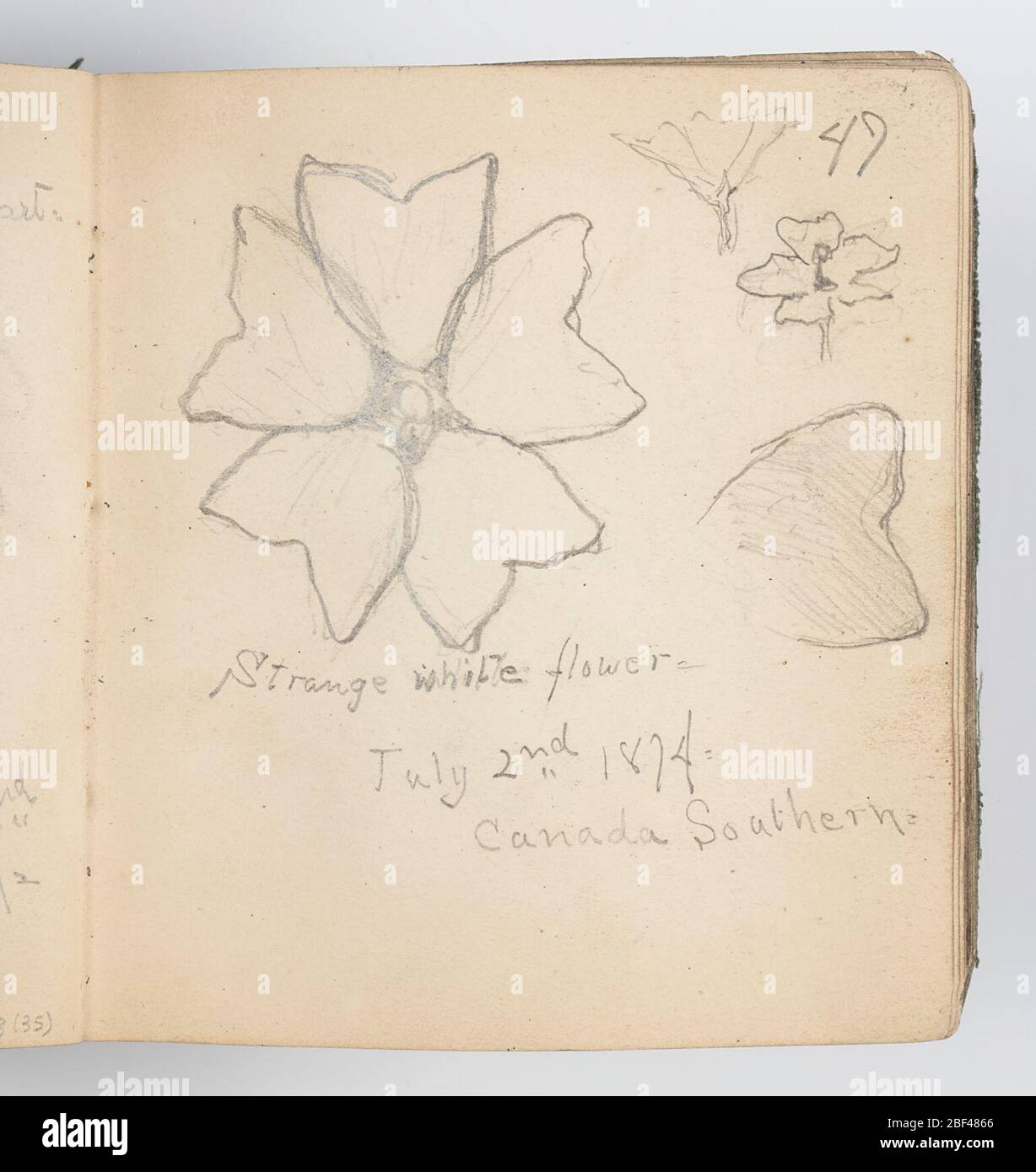 à cinq pétales Banque de photographies et d’images à haute résolution ...