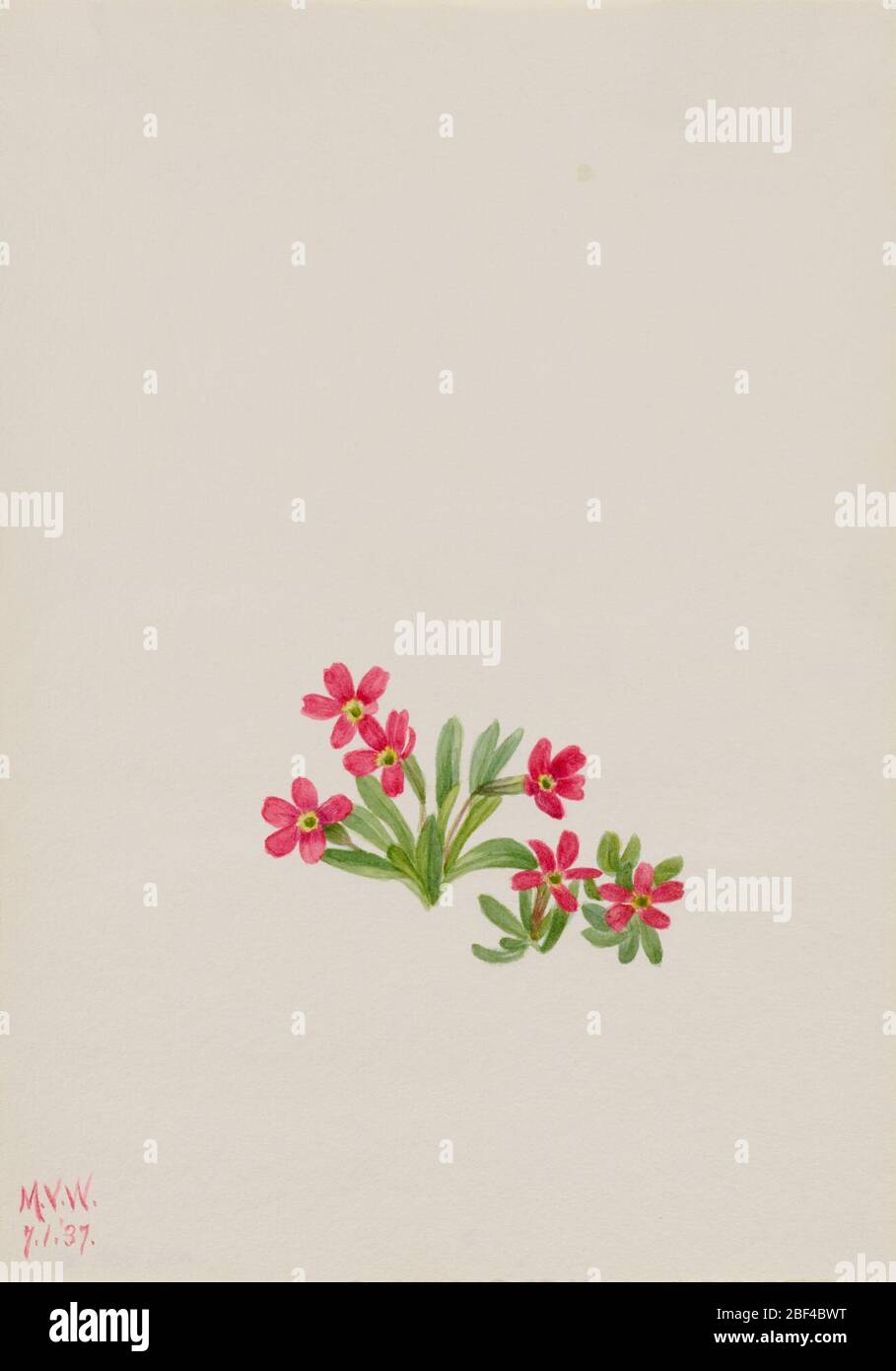 Primula angustifolia Banque de photographies et d’images à haute ...