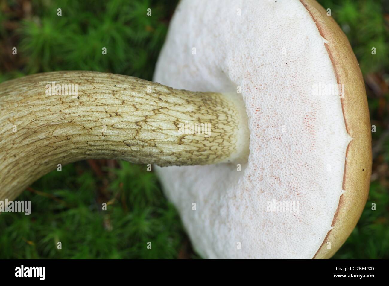 Bitter bolete Banque de photographies et d’images à haute résolution ...