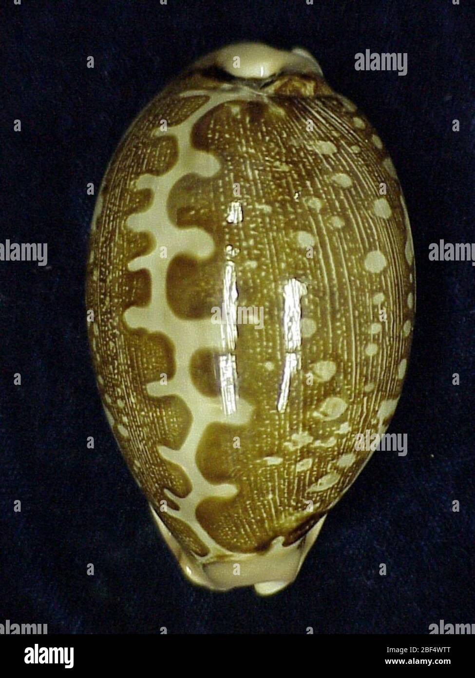 Cypraea mappa Banque de photographies et d’images à haute résolution ...