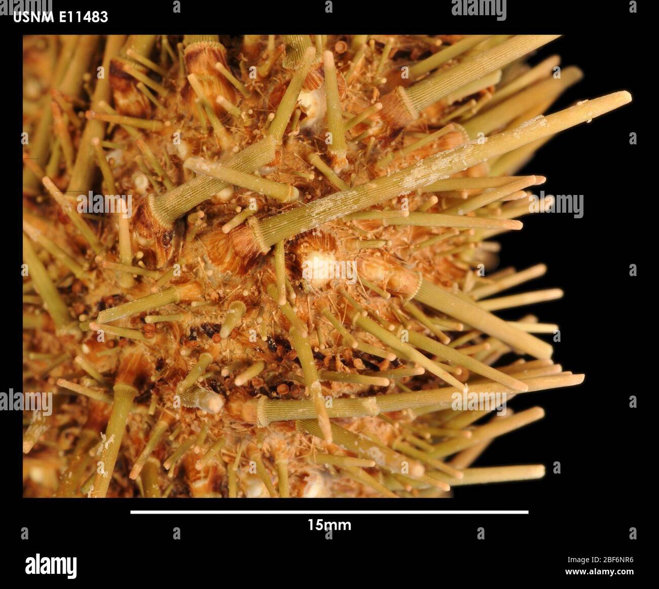 Loxechinus albus Banque de photographies et d’images à haute résolution ...