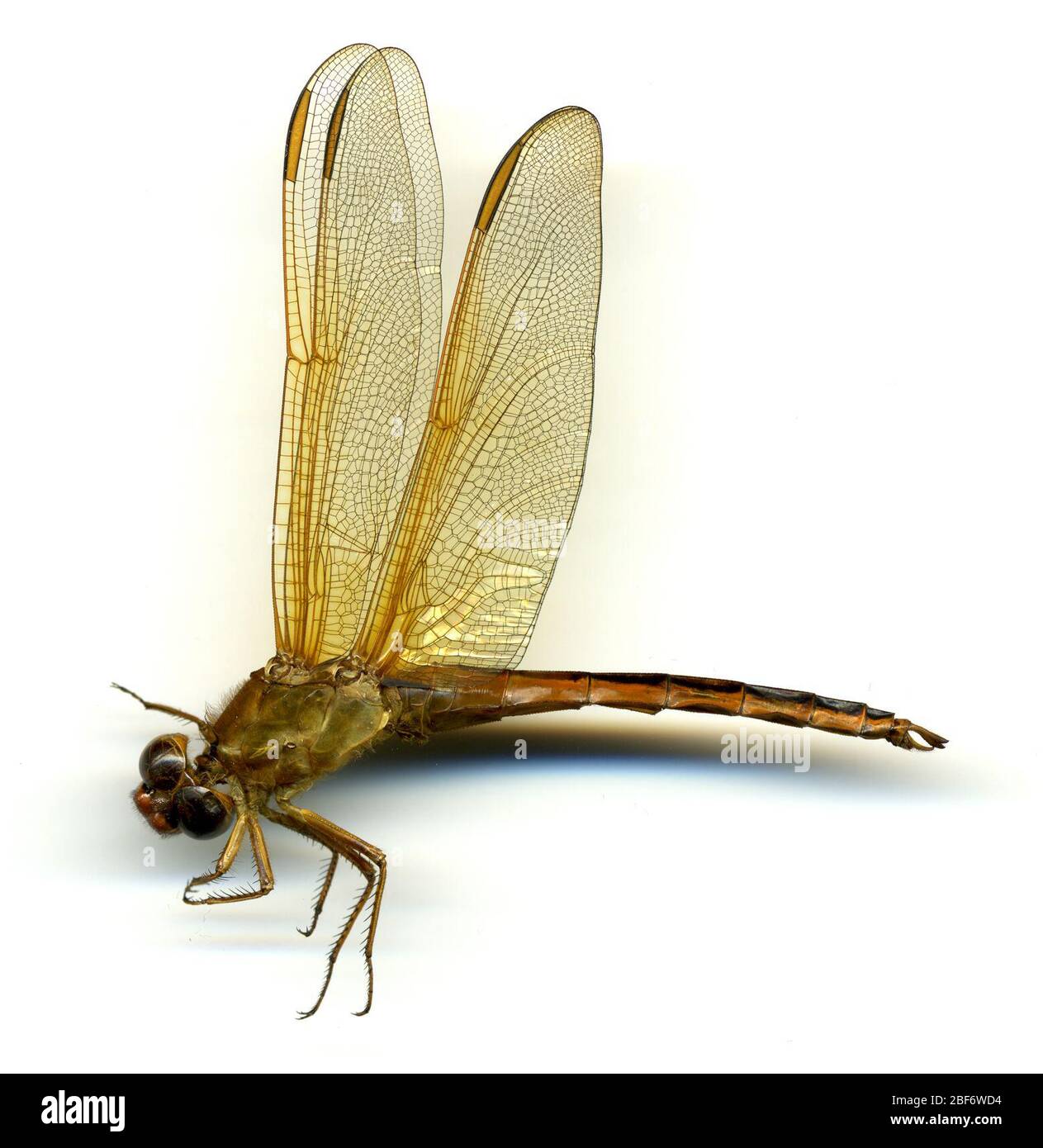 Libellula needhami Banque de photographies et d’images à haute ...