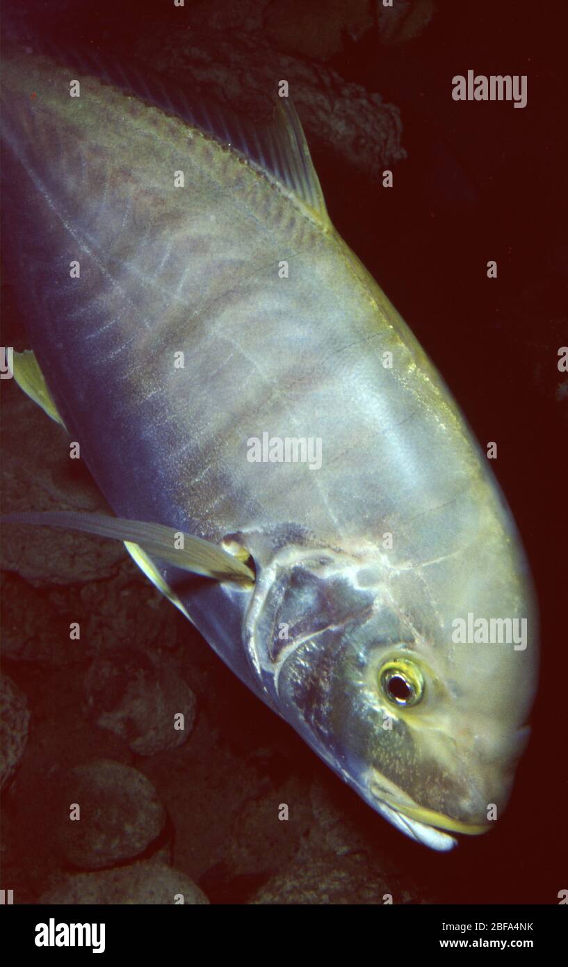 Carangoides plagiotaenia Banque de photographies et d’images à haute ...
