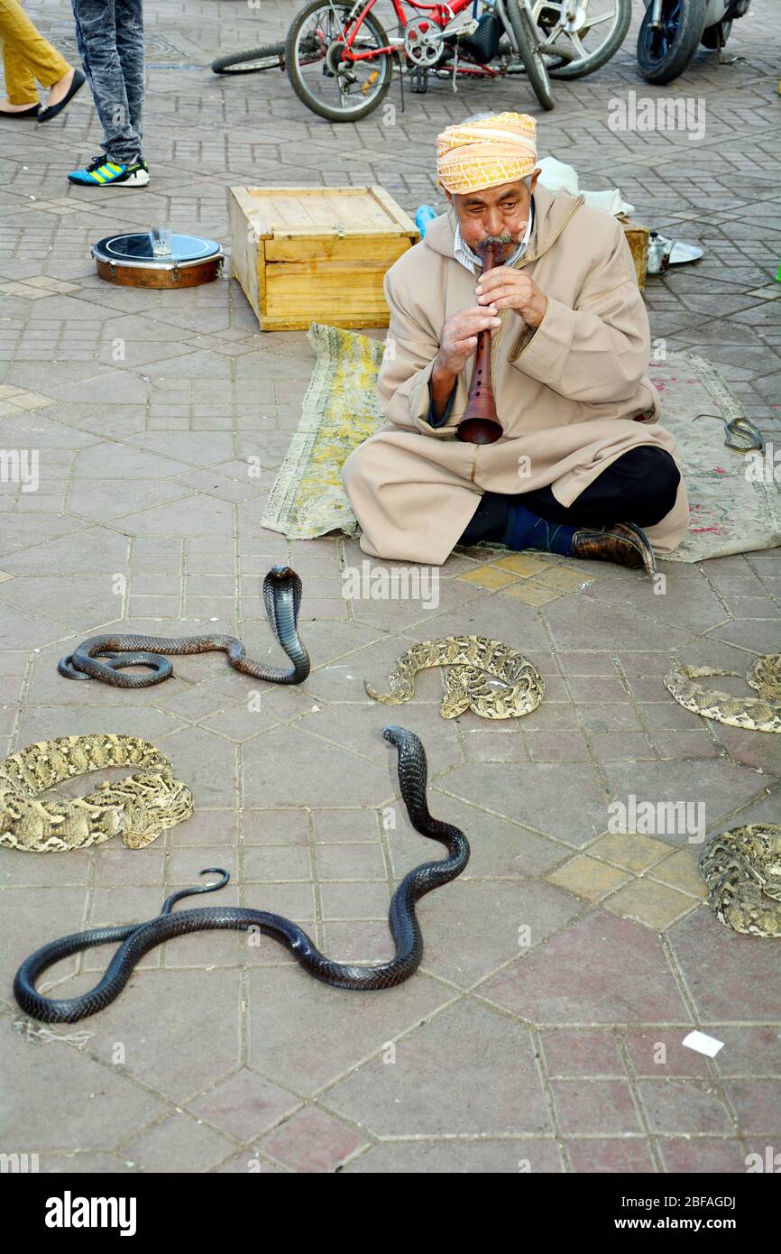 Marrocan cobra naja haje Banque de photographies et d’images à haute ...