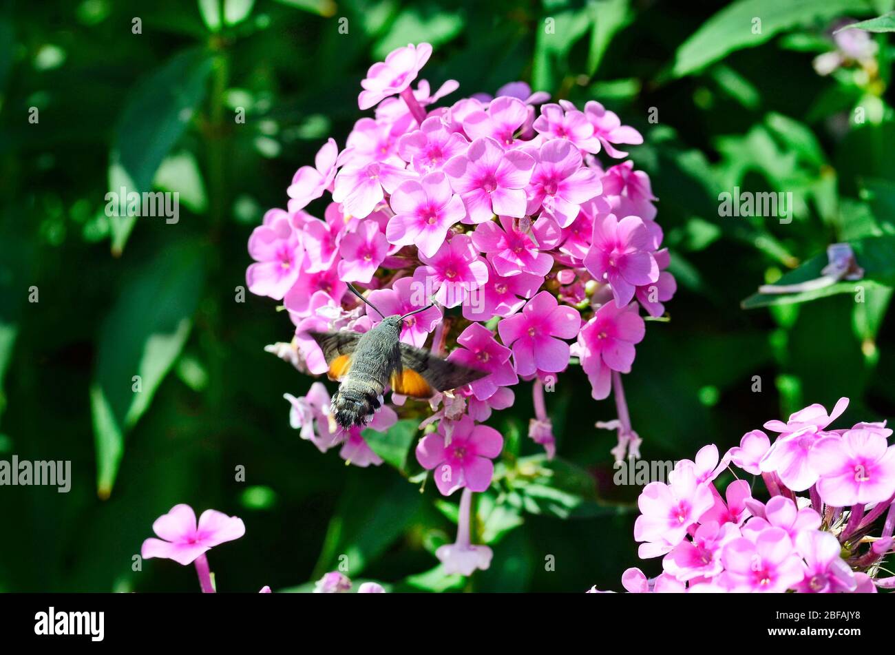 Zoologie des insectes Banque de photographies et d’images à haute ...