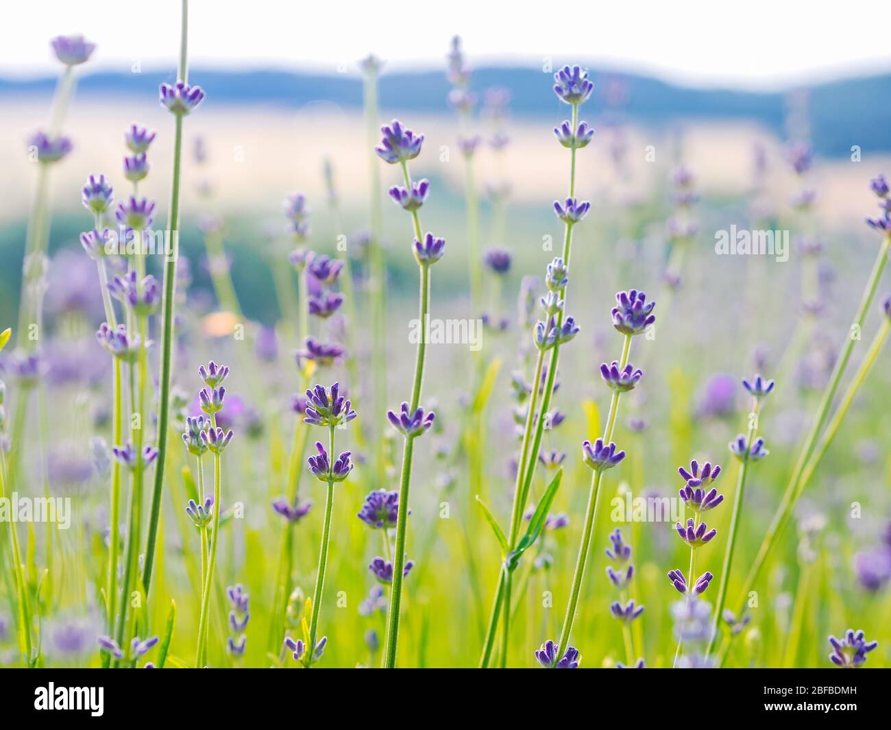 Bouquet De Lavande Violette Banque d'image et photos - Alamy