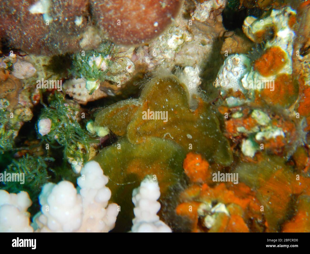 Lobophora variegata Banque de photographies et d’images à haute ...