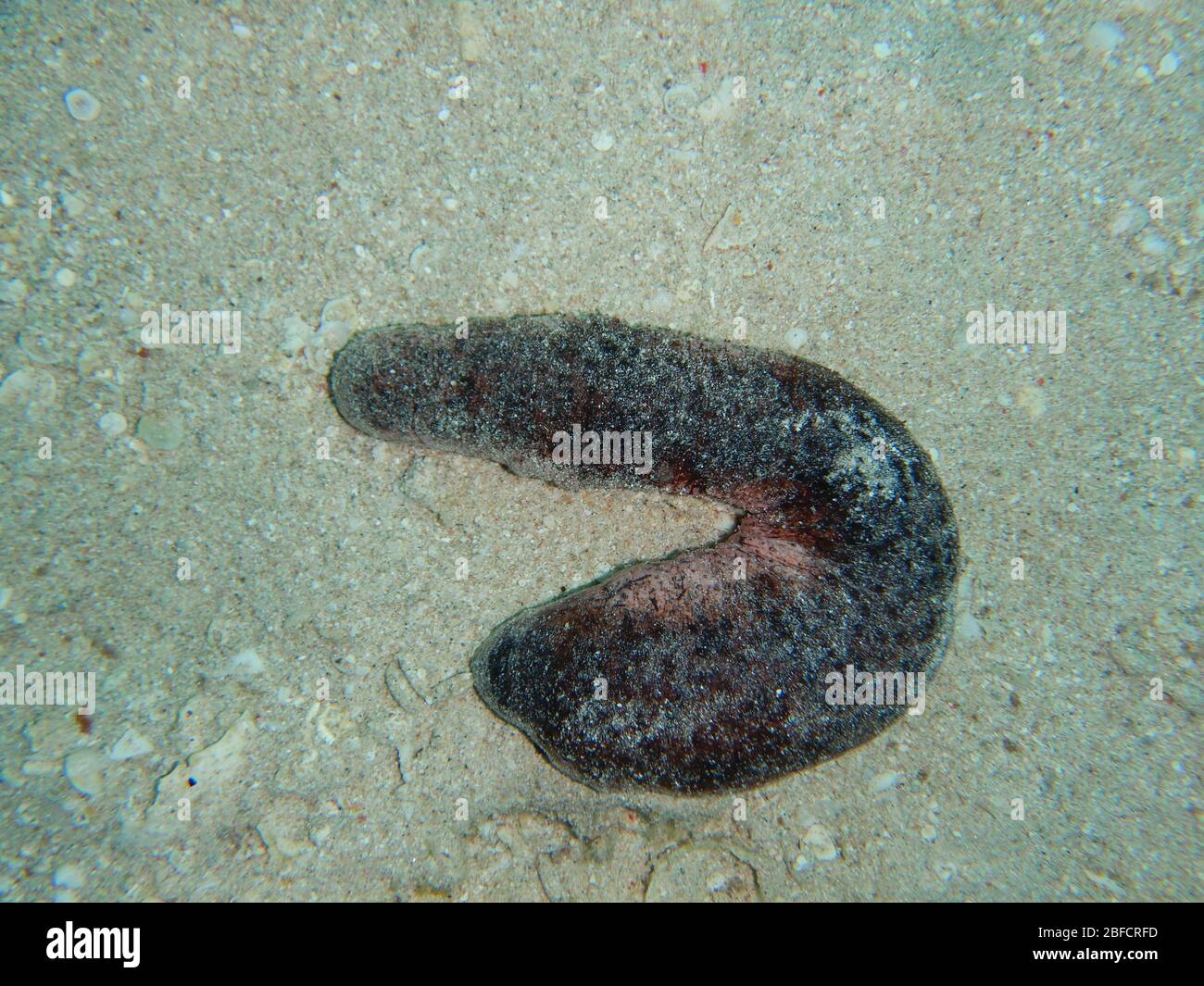 Concombre de mer sableux Banque de photographies et d’images à haute ...