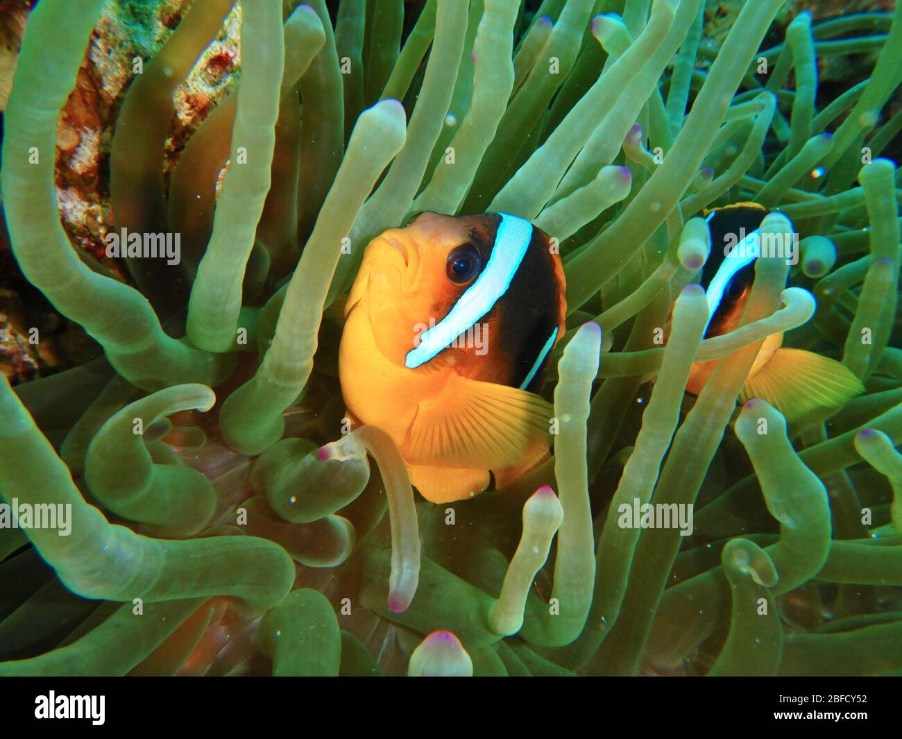 Poissons De La Mer Rouge Banque d'image et photos - Alamy