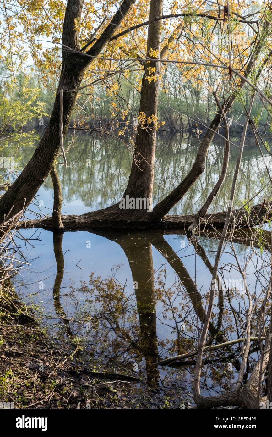 Réserve naturelle à Rees sur le bas Rhin, nature intacte sur les rives ...