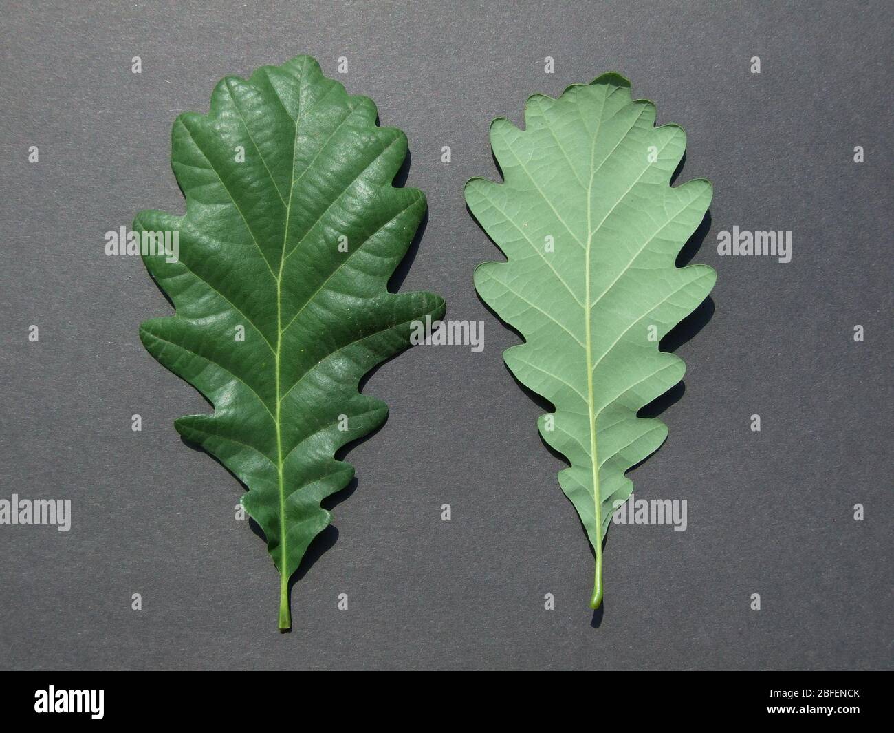 Arbre allemand Banque de photographies et d’images à haute résolution ...