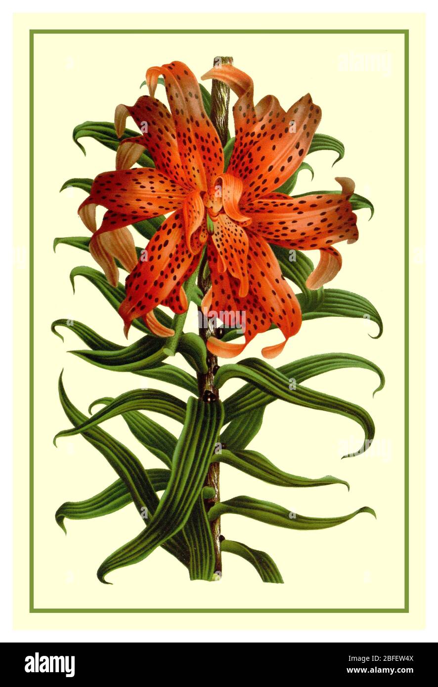 Double tiger lily Banque d'images détourées - Alamy