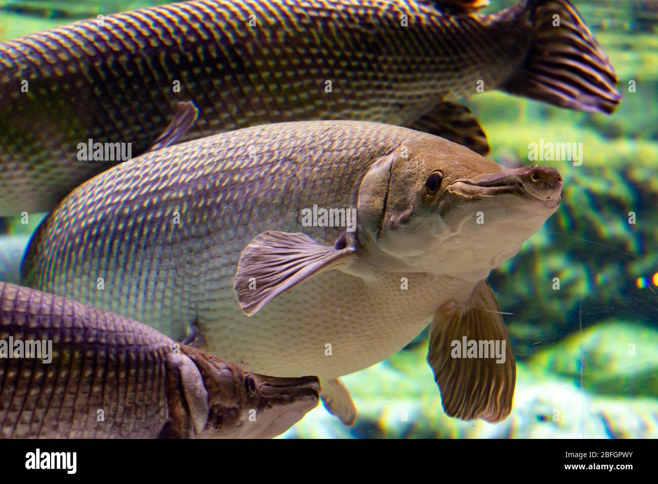 Poisson alligator Banque de photographies et d’images à haute ...