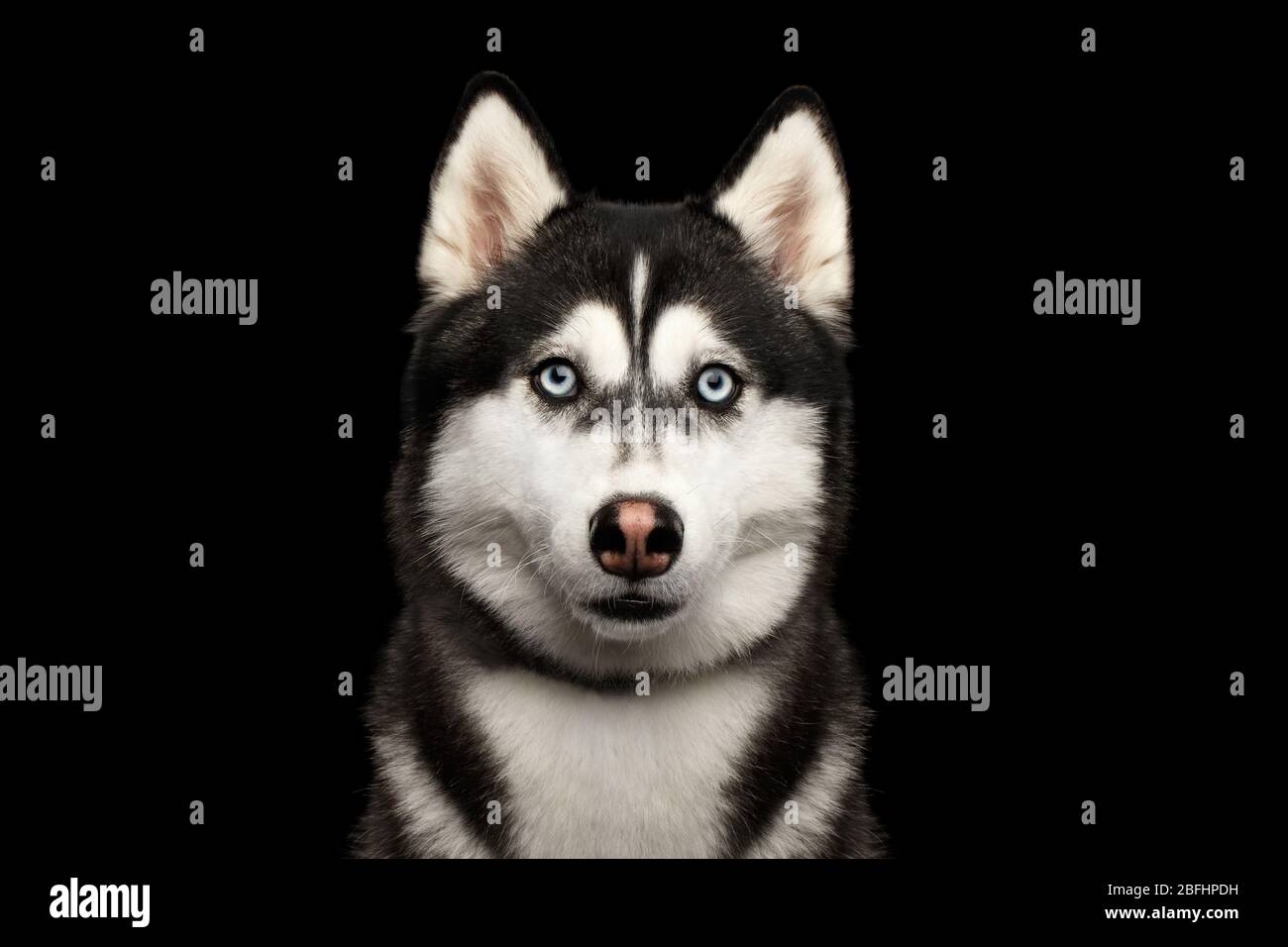 Husky sibérien noir Banque de photographies et d’images à haute ...