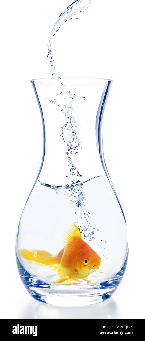 Goldfish in jar Banque de photographies et d’images à haute résolution ...