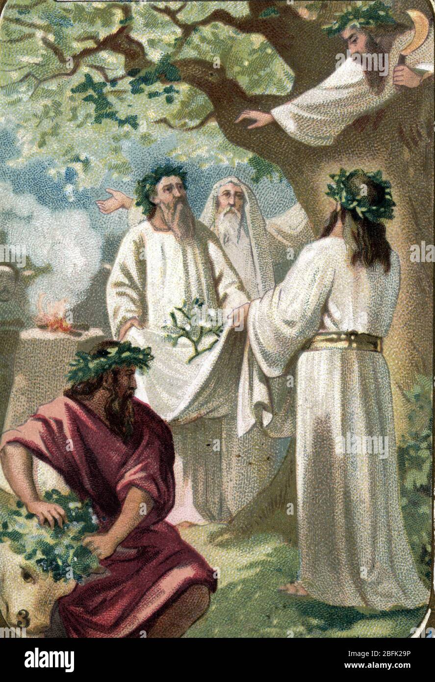 Le Mistletoe sacré - les Gaulois et leur beauté ou Druides - Cueillette du gui chez les druides ...