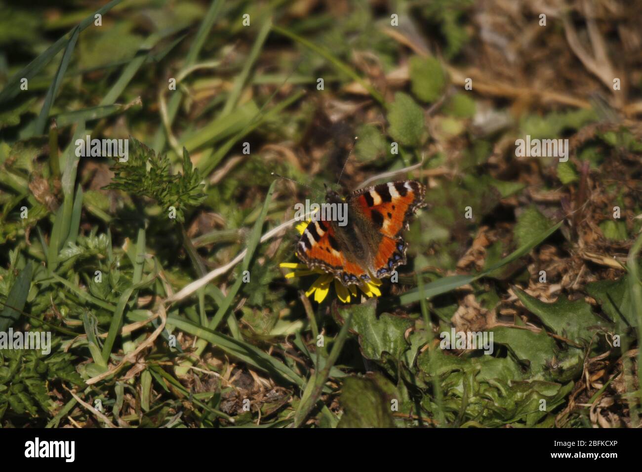 Manger mange insecte papillon Banque de photographies et d’images à ...