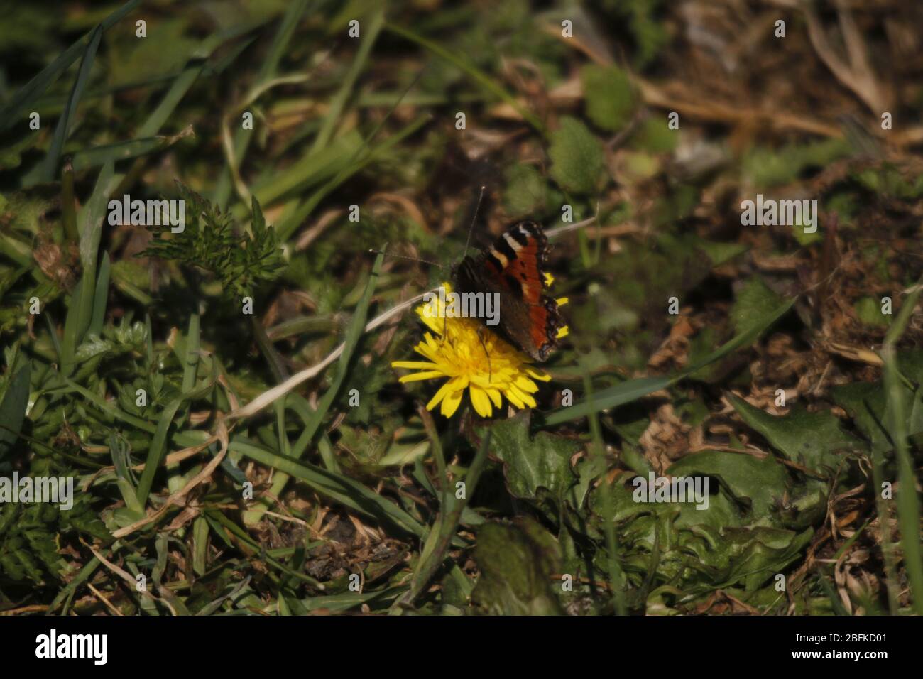 Manger mange insecte papillon Banque de photographies et d’images à ...