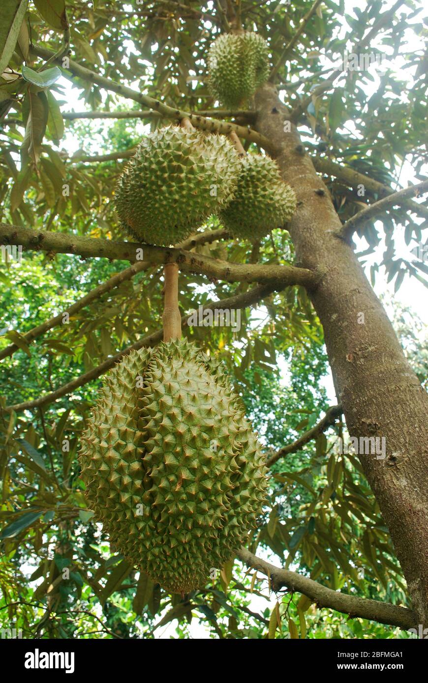 Arbre Durian Banque d'image et photos - Alamy