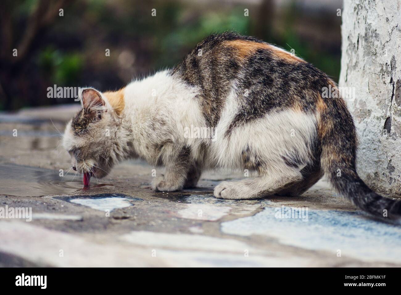 Homeless cat Banque de photographies et d’images à haute résolution - Alamy
