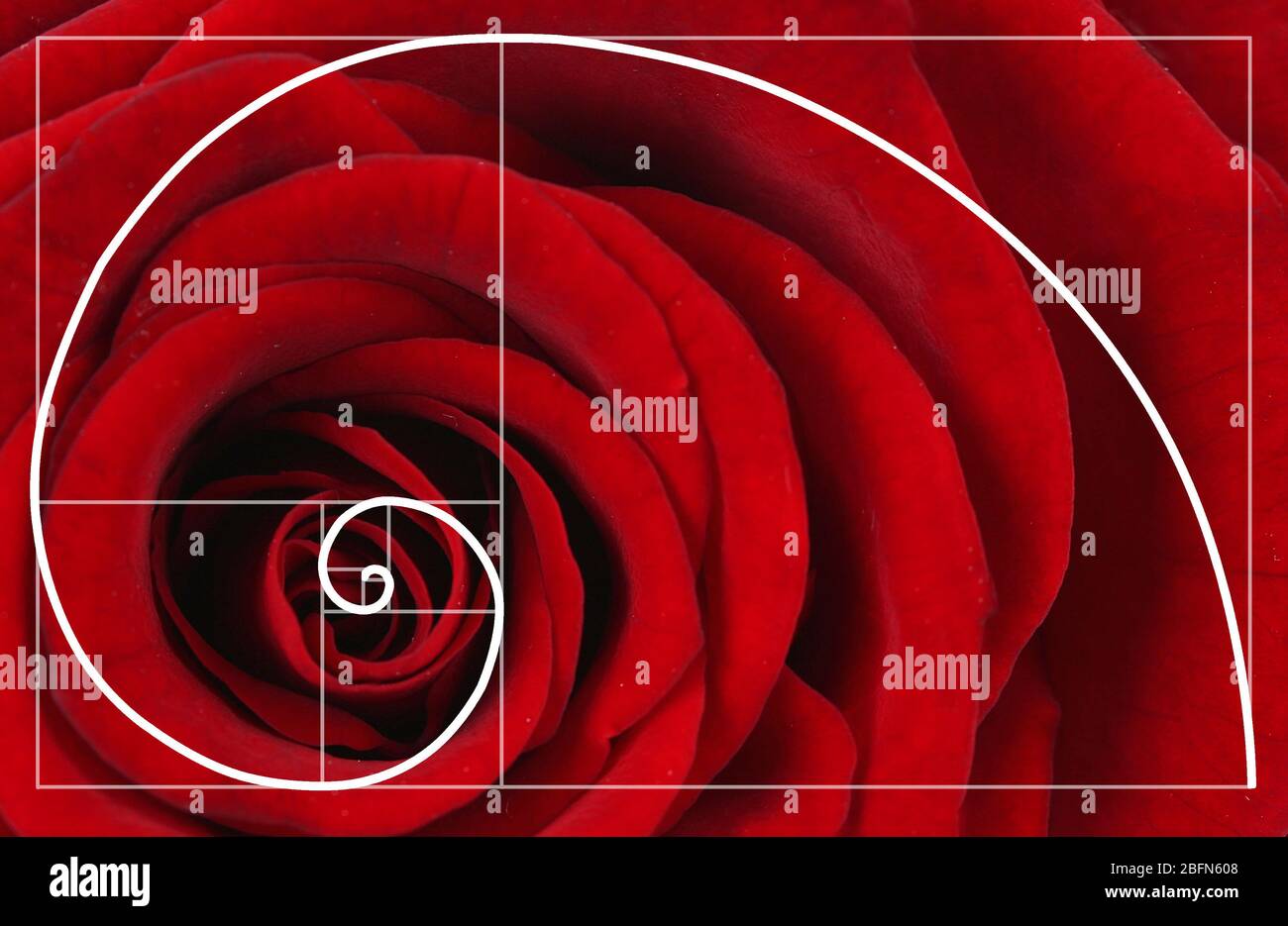 Fibonacci spiral in nature Banque de photographies et d’images à haute ...