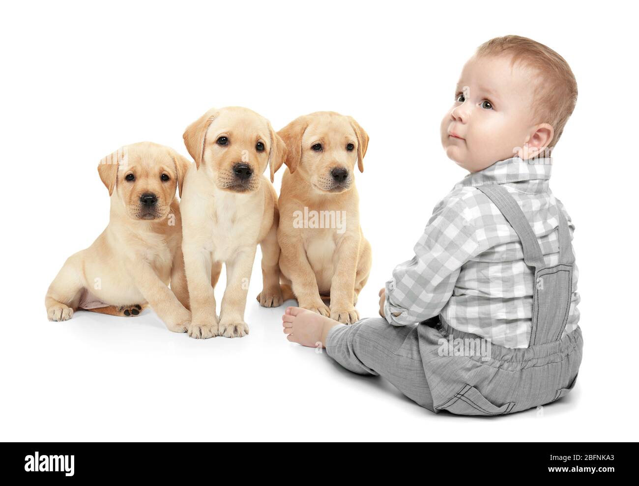 Images De Jolis Chiots Blancs