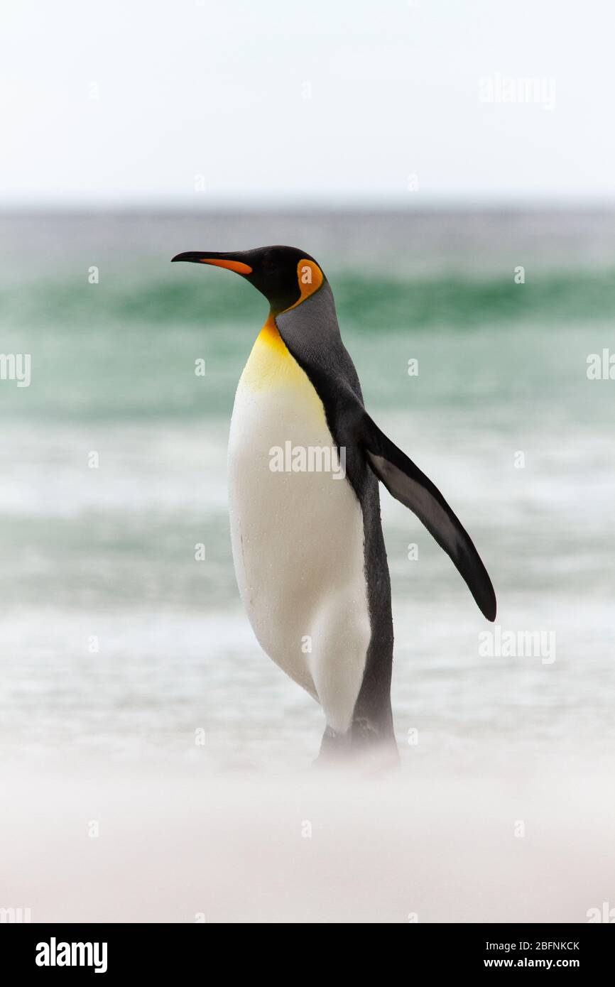 Le manchot royal (Aptenodytes patagonicus) est la 2e plus grande espèce ...