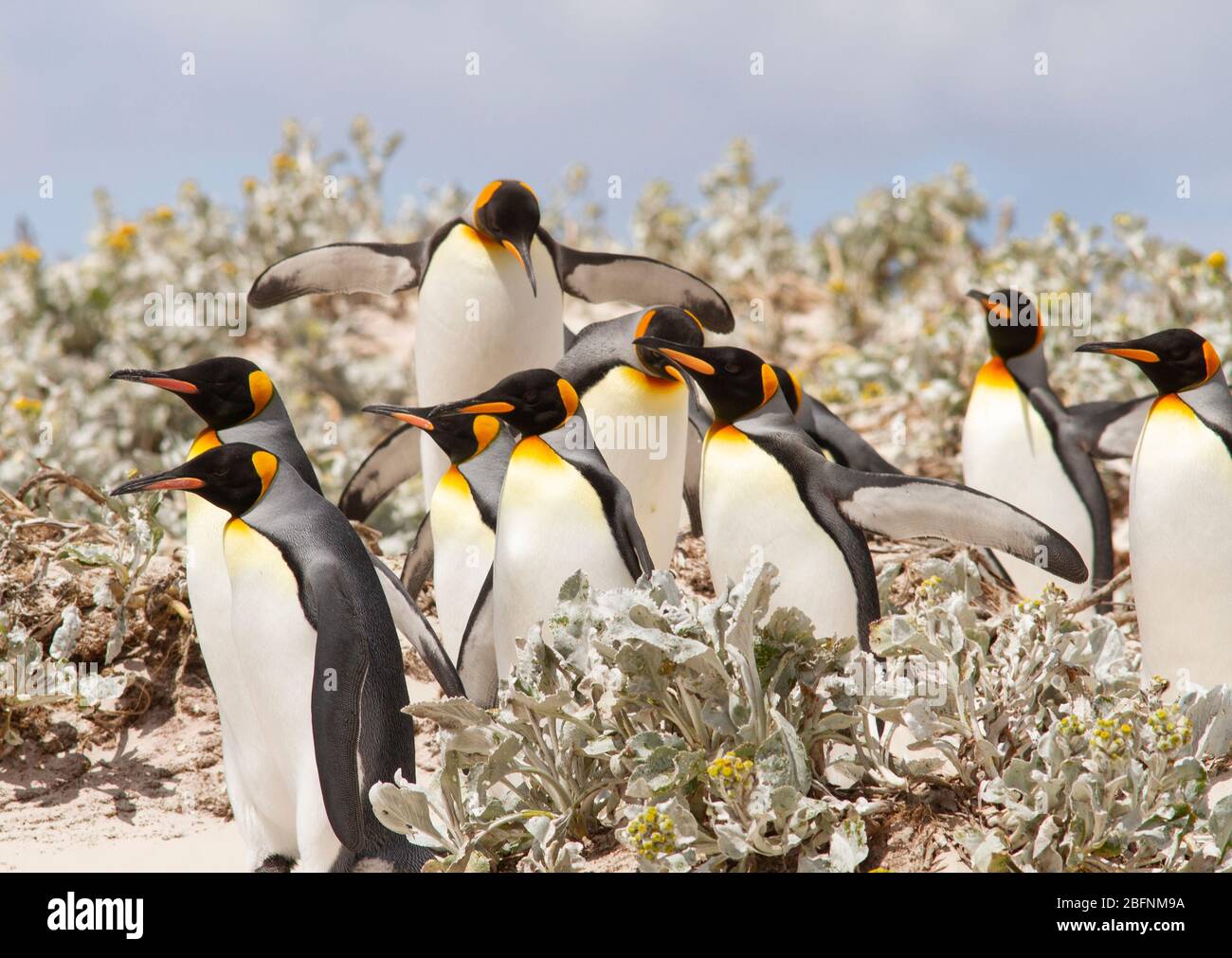 Le manchot royal (Aptenodytes patagonicus) est la 2e plus grande espèce ...