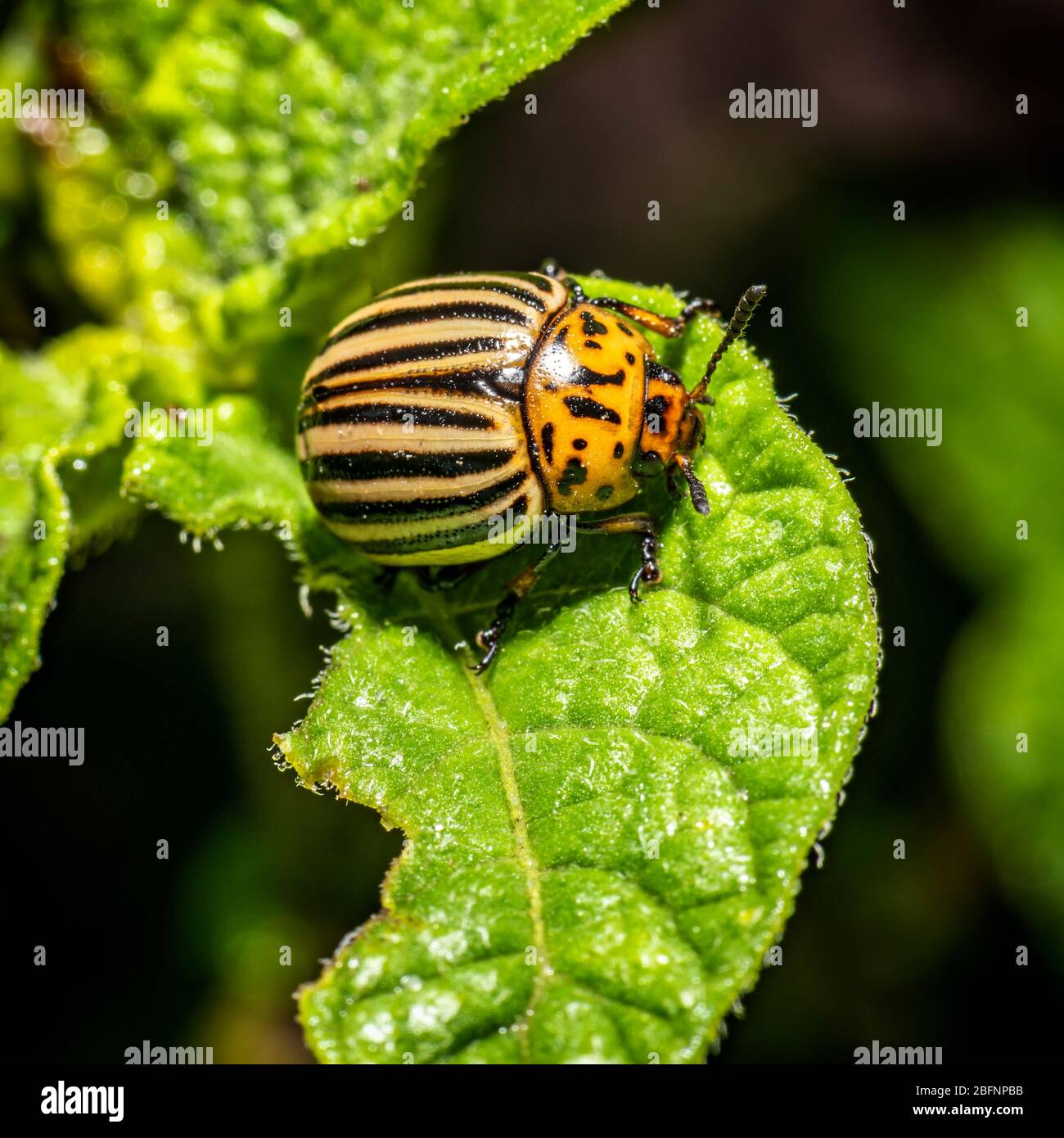 Insectes Nuisibles Du Jardin Banque d'image et photos - Alamy