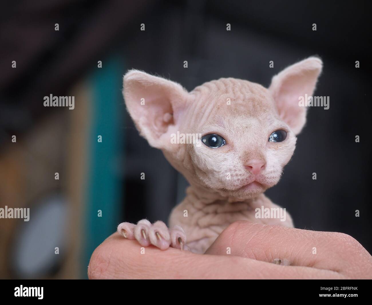 Chats chauves Banque de photographies et d’images à haute résolution ...