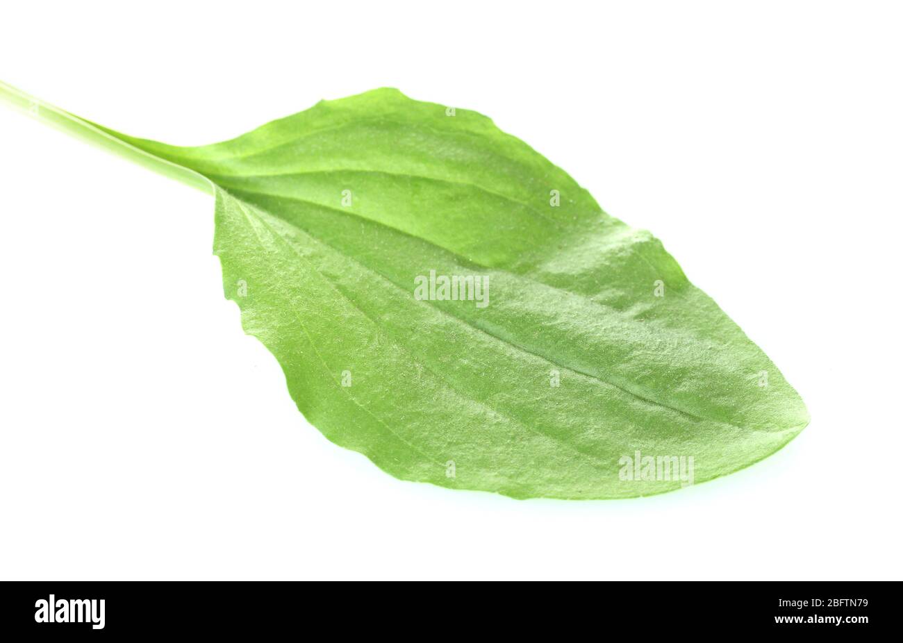 Plantain à feuilles larges Banque de photographies et d’images à haute ...