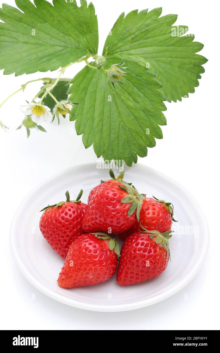 Fleur de fraise rouge Banque de photographies et d’images à haute ...