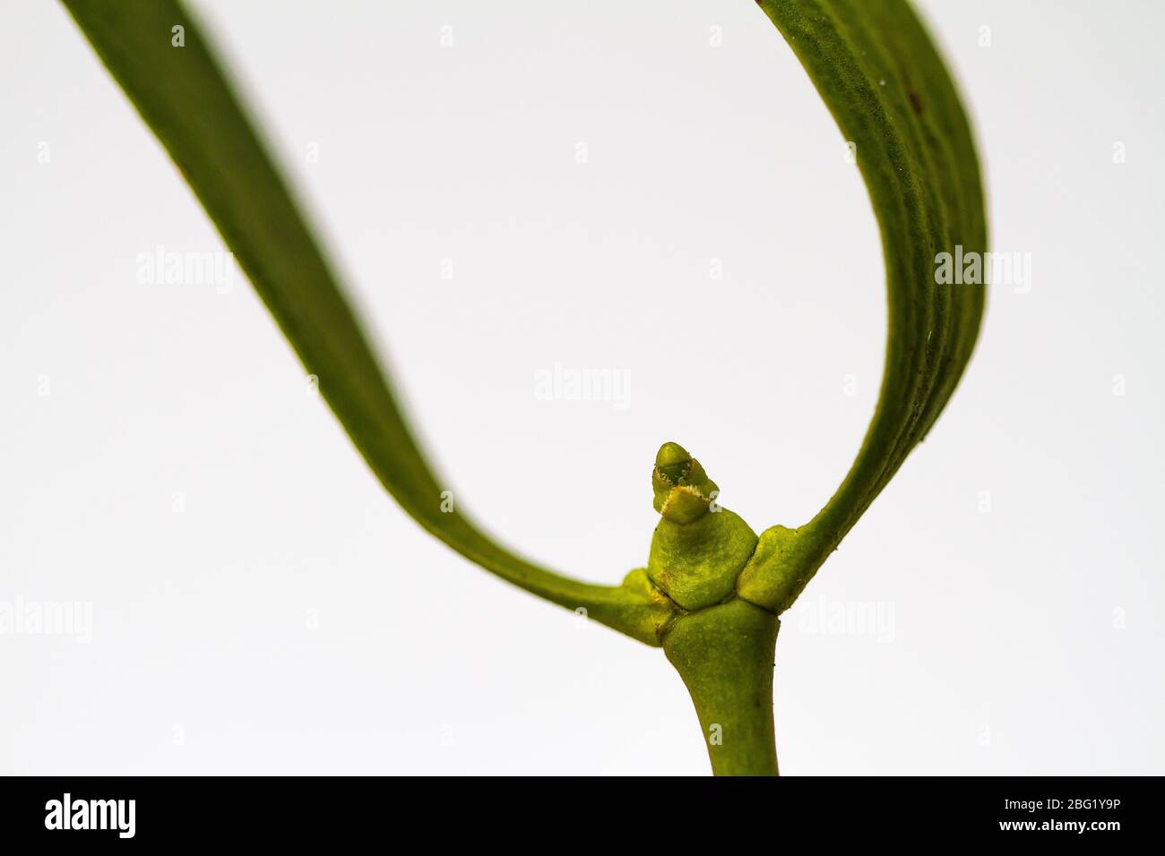 Boule de gui Banque de photographies et d’images à haute résolution - Alamy