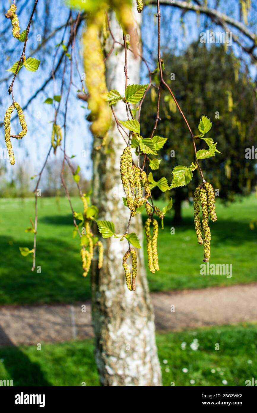 Feuilles de printemps et chatons d'un bouleau argent Betula pendula ...