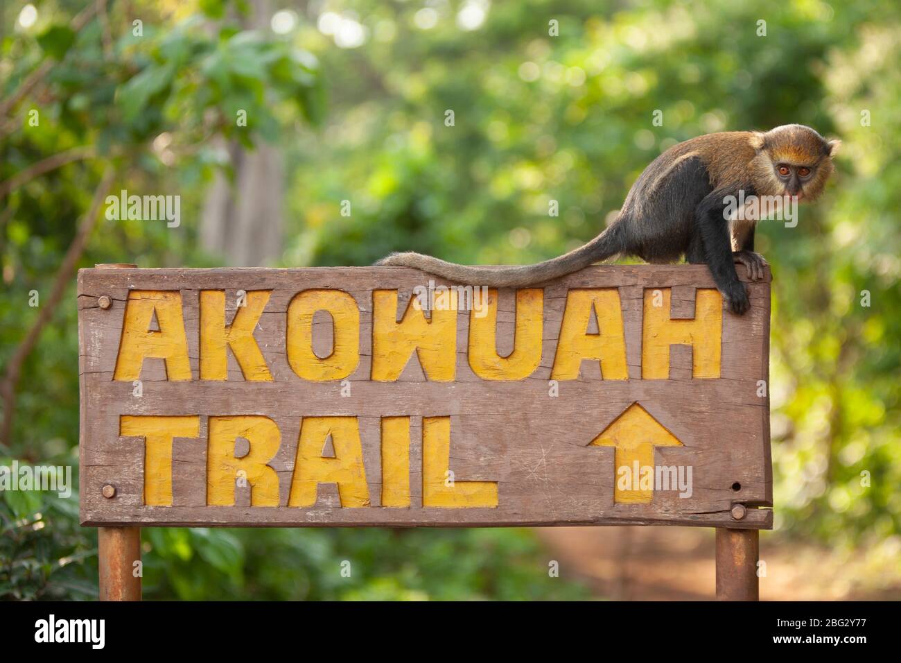 Mona singe Banque de photographies et d’images à haute résolution - Alamy