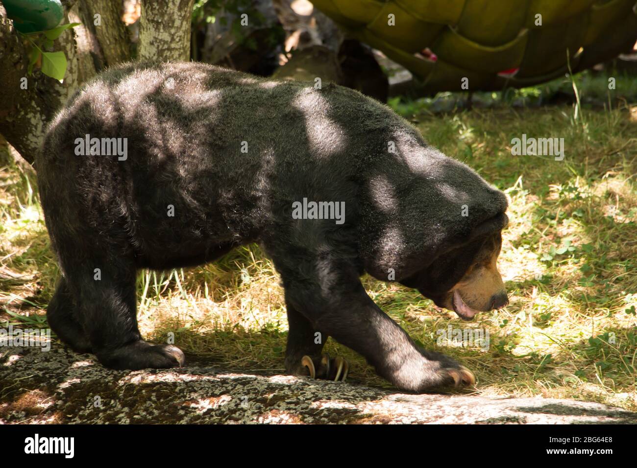 Oregon zoo Banque de photographies et d’images à haute résolution - Alamy
