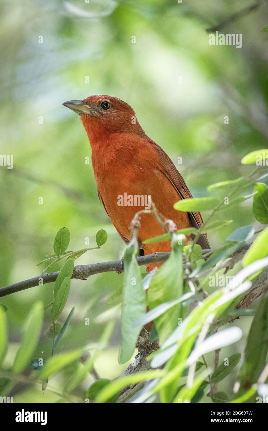 Pérou faune Banque de photographies et d’images à haute résolution - Alamy