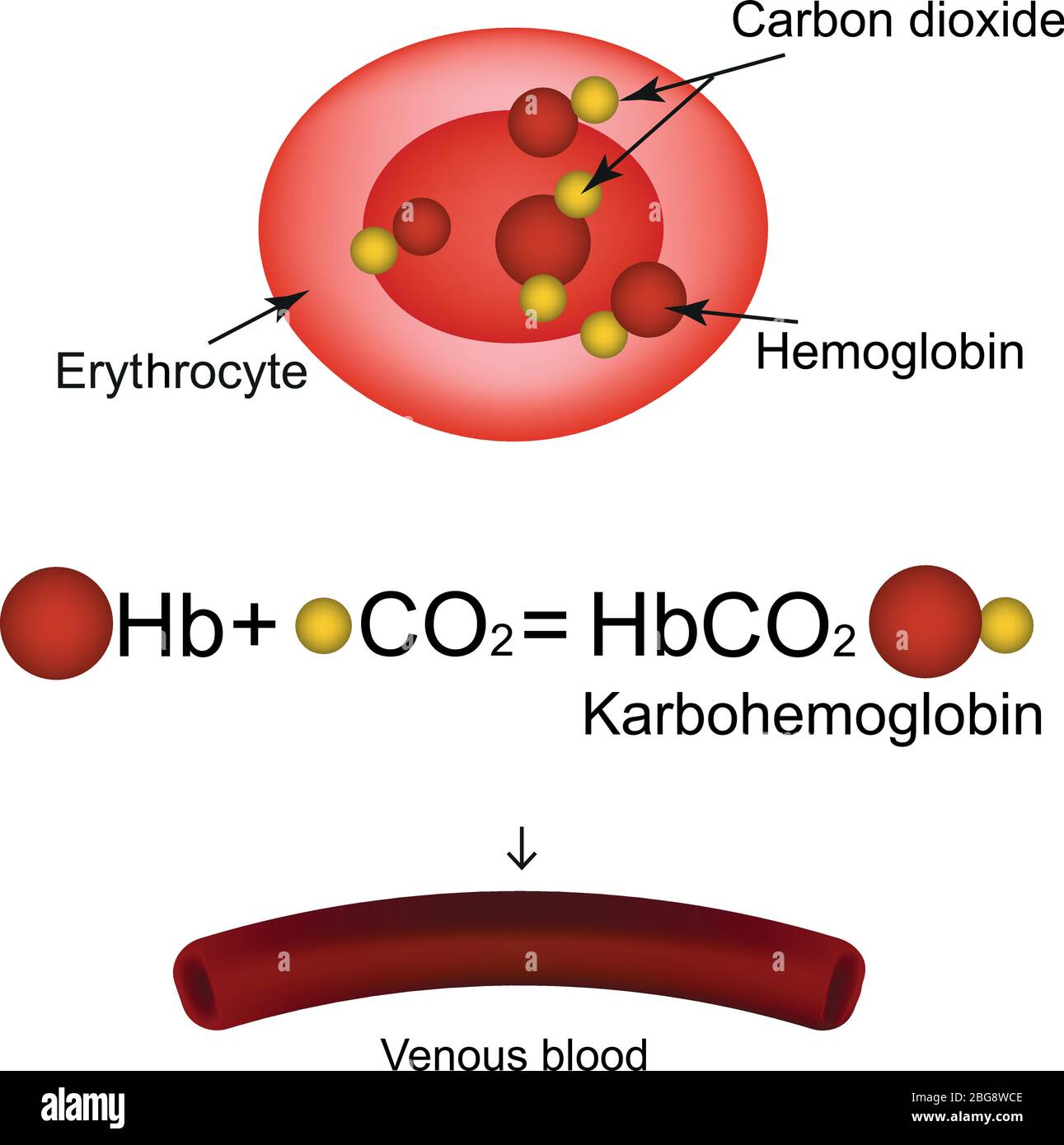 Karbogemoglobine. L'hémoglobine transporte du dioxyde de carbone ...