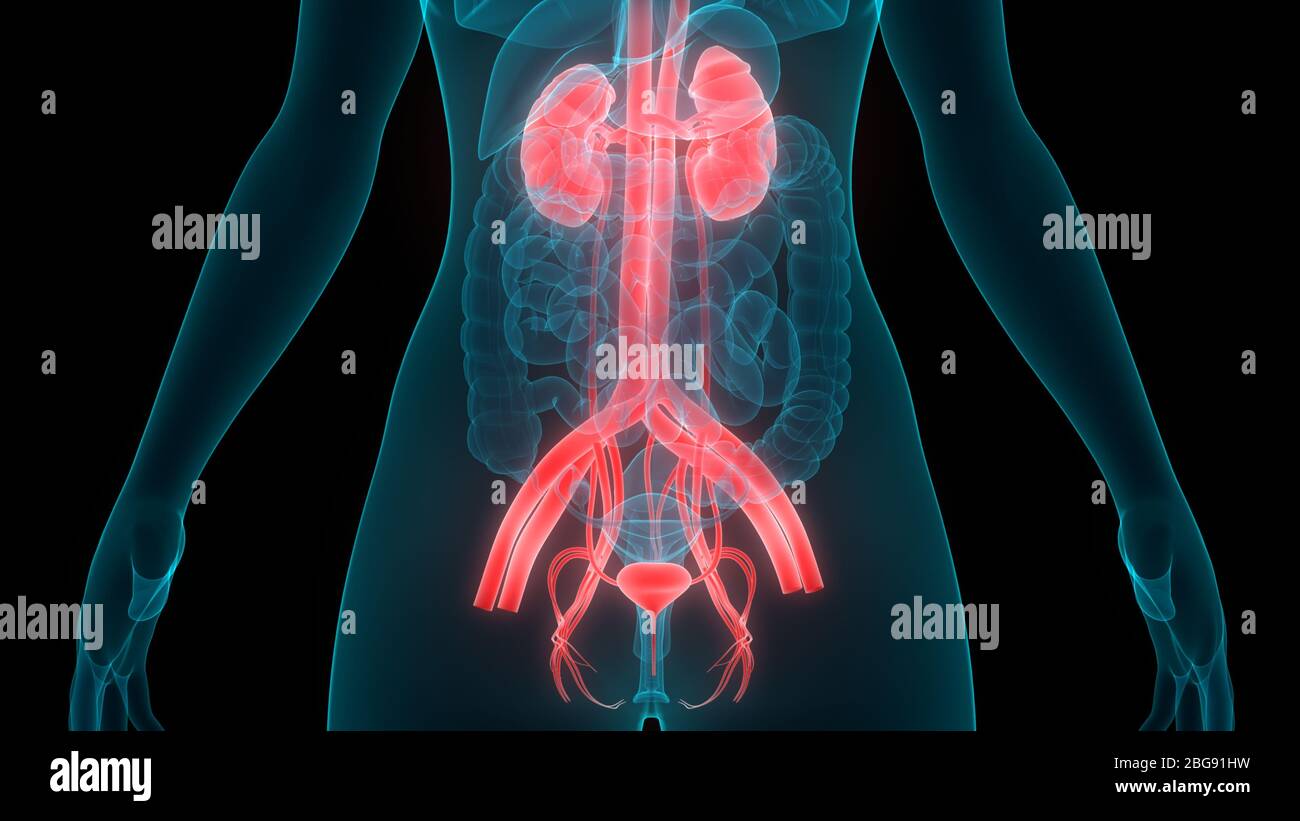 The ureter and the prostate Banque de photographies et d’images à haute ...