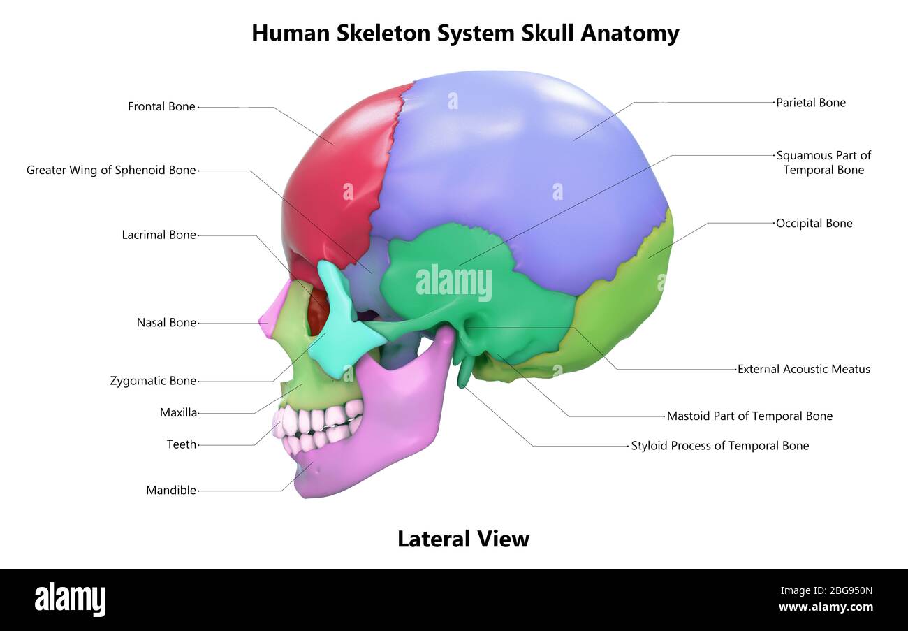 Anatomie des pièces osseuses du crâne du système de squelette humain ...