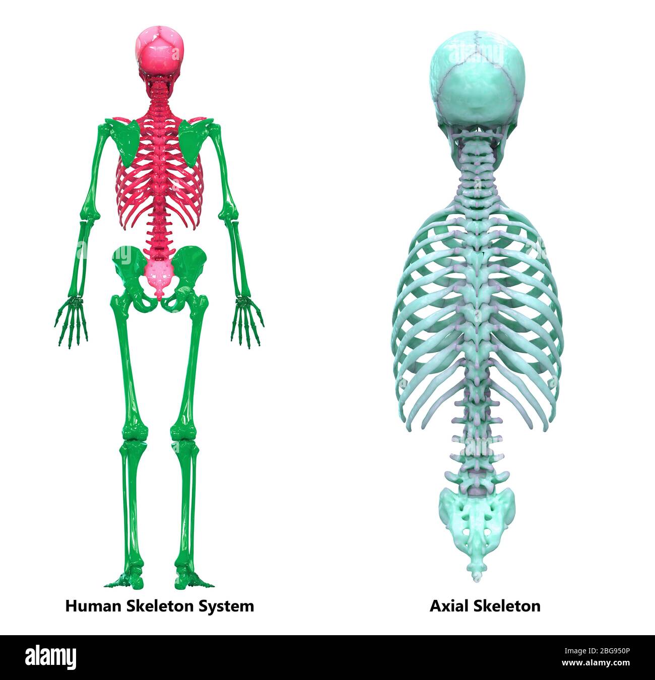 Système de squelette humain Anatomie squelette axial Photo Stock - Alamy