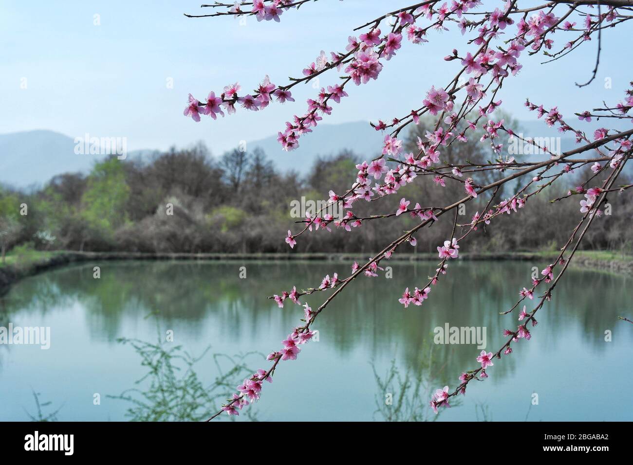 Floraison des arbres au printemps Banque de photographies et d’images à ...