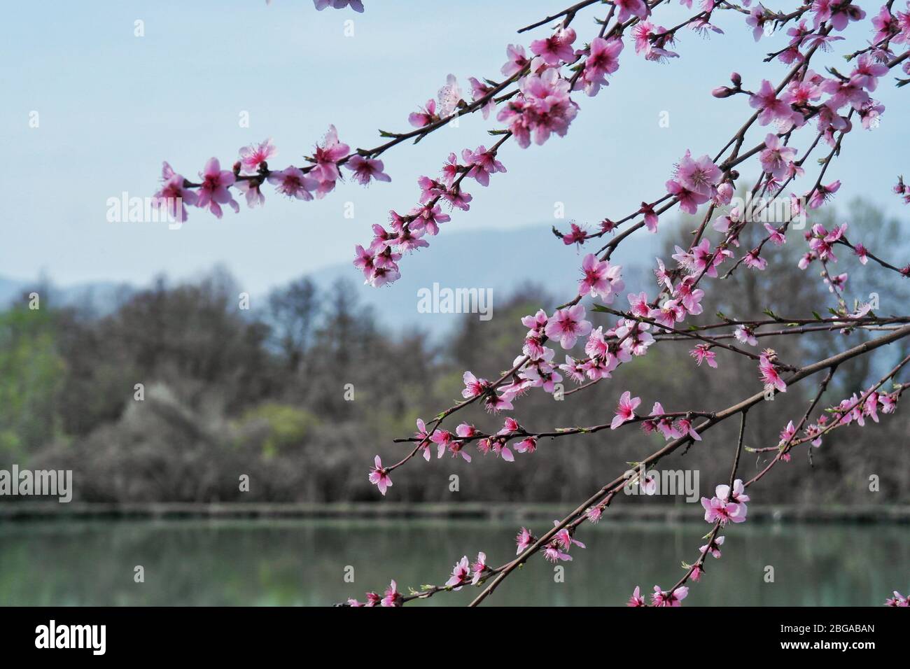 Floraison des arbres au printemps Banque de photographies et d’images à ...
