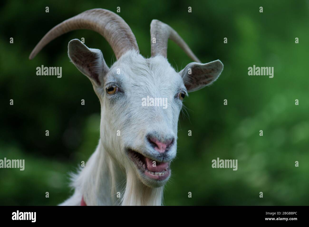 Chèvre drôle Banque de photographies et d’images à haute résolution - Alamy