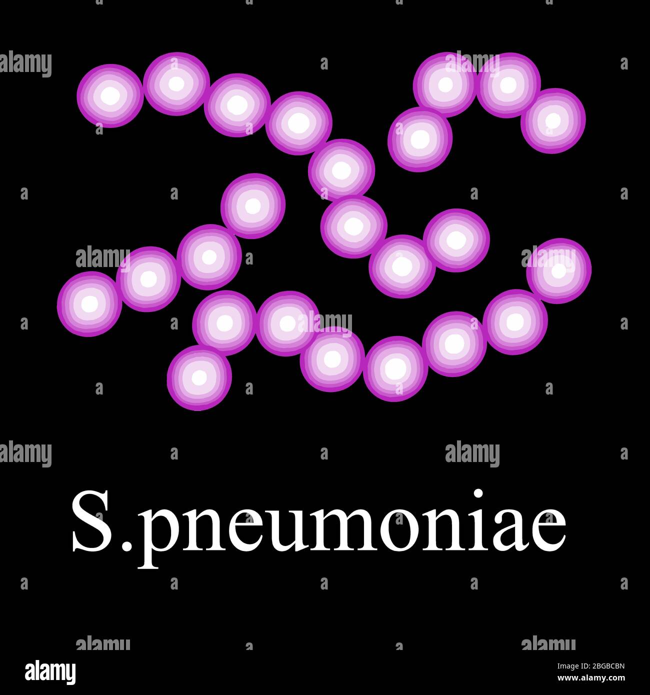 Structure des pneumocoques. Pneumocoque bactérienne. Infographies ...