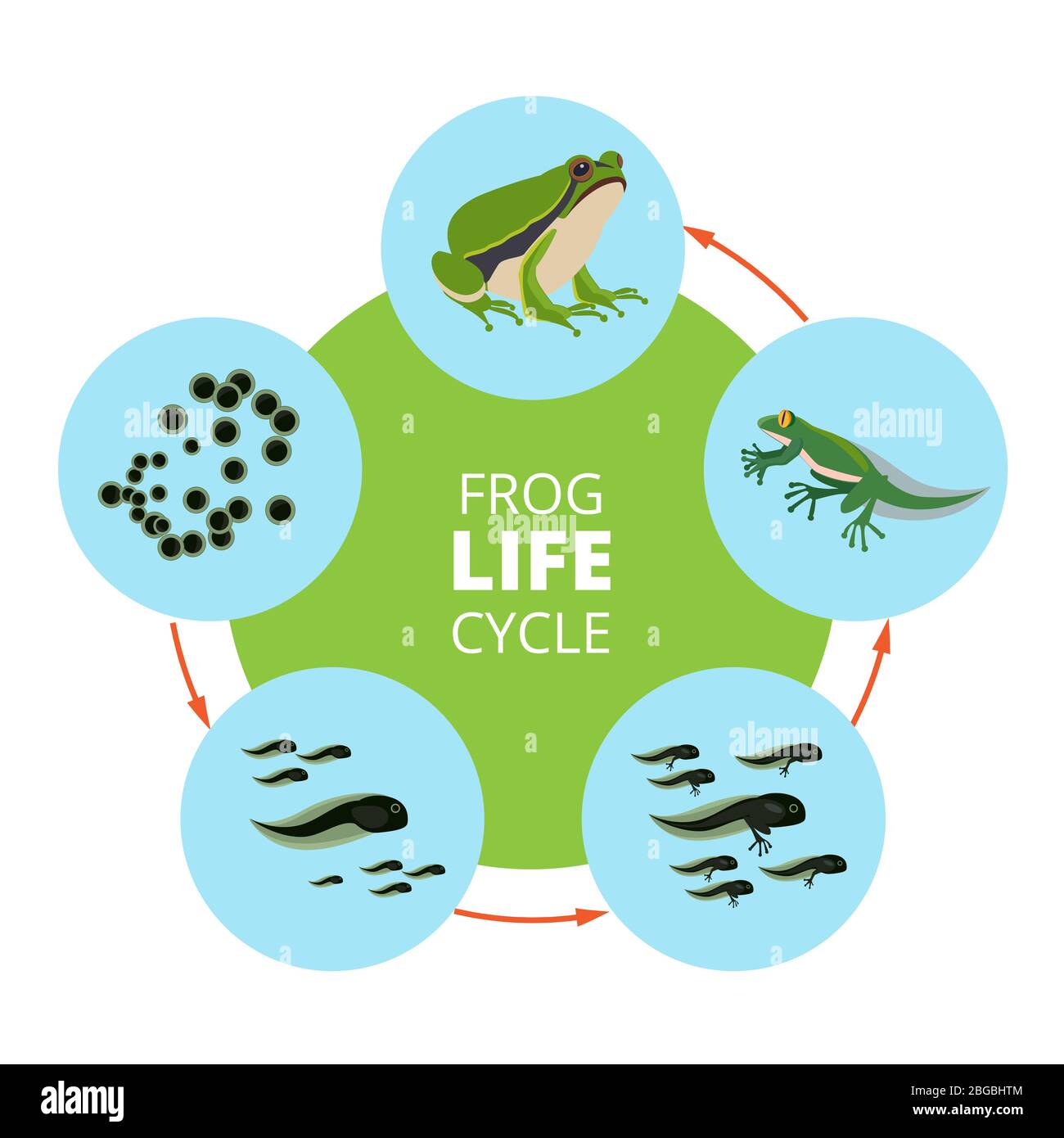 Illustrations topographiques du cycle de vie des grenouilles. Les ...