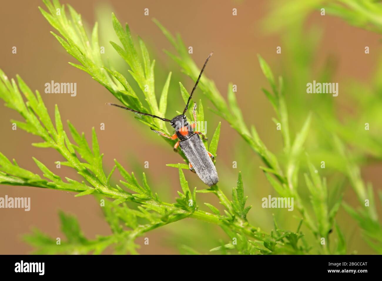 une sorte d'insectes coleoptera cerambycidae, cet insecte avec de ...