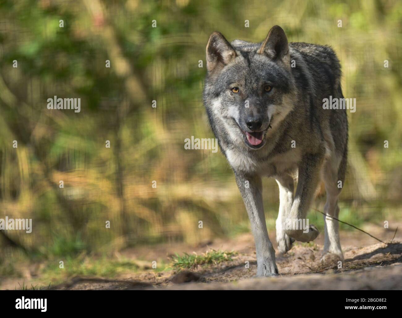 20 avril 2020, Brandebourg, Groß Schönebeck : un loup (Canis lupus ...