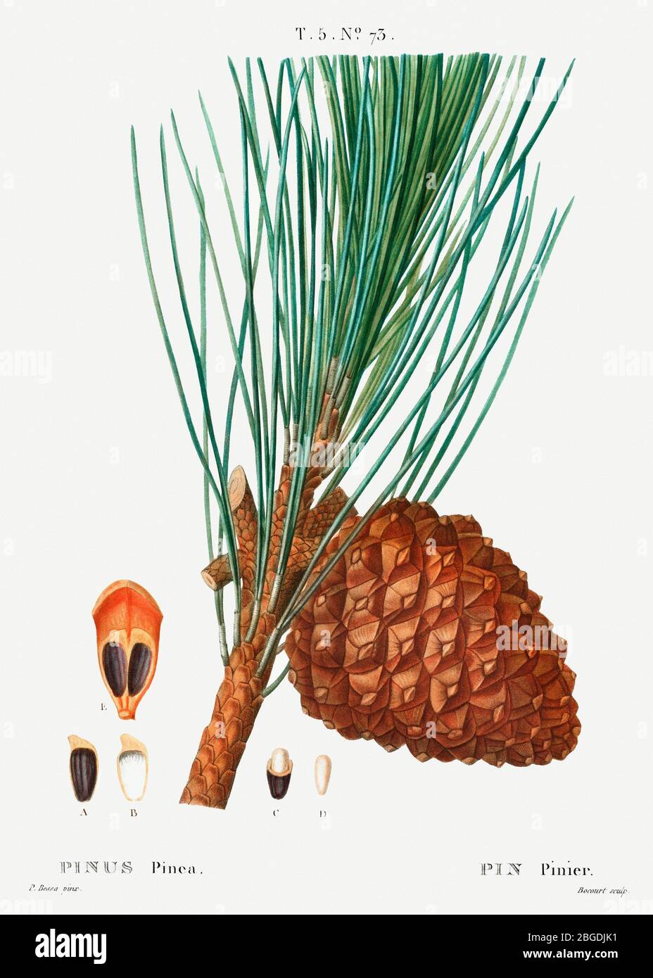 Pinus pinea drawing Banque de photographies et d’images à haute ...